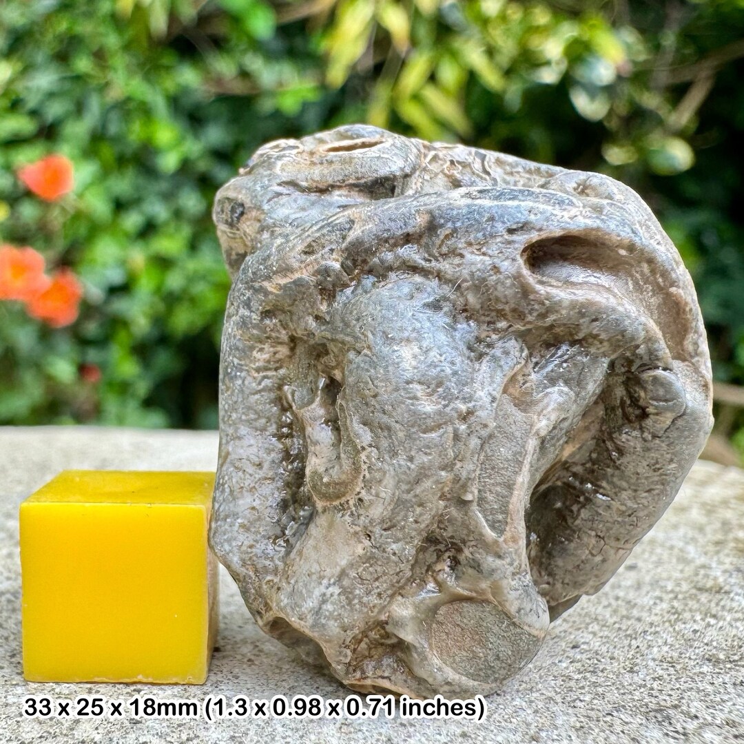 Worm Tubes Trace Fossil Jurassic Kimmeridge Clay, Uk 100% Genuine W ...