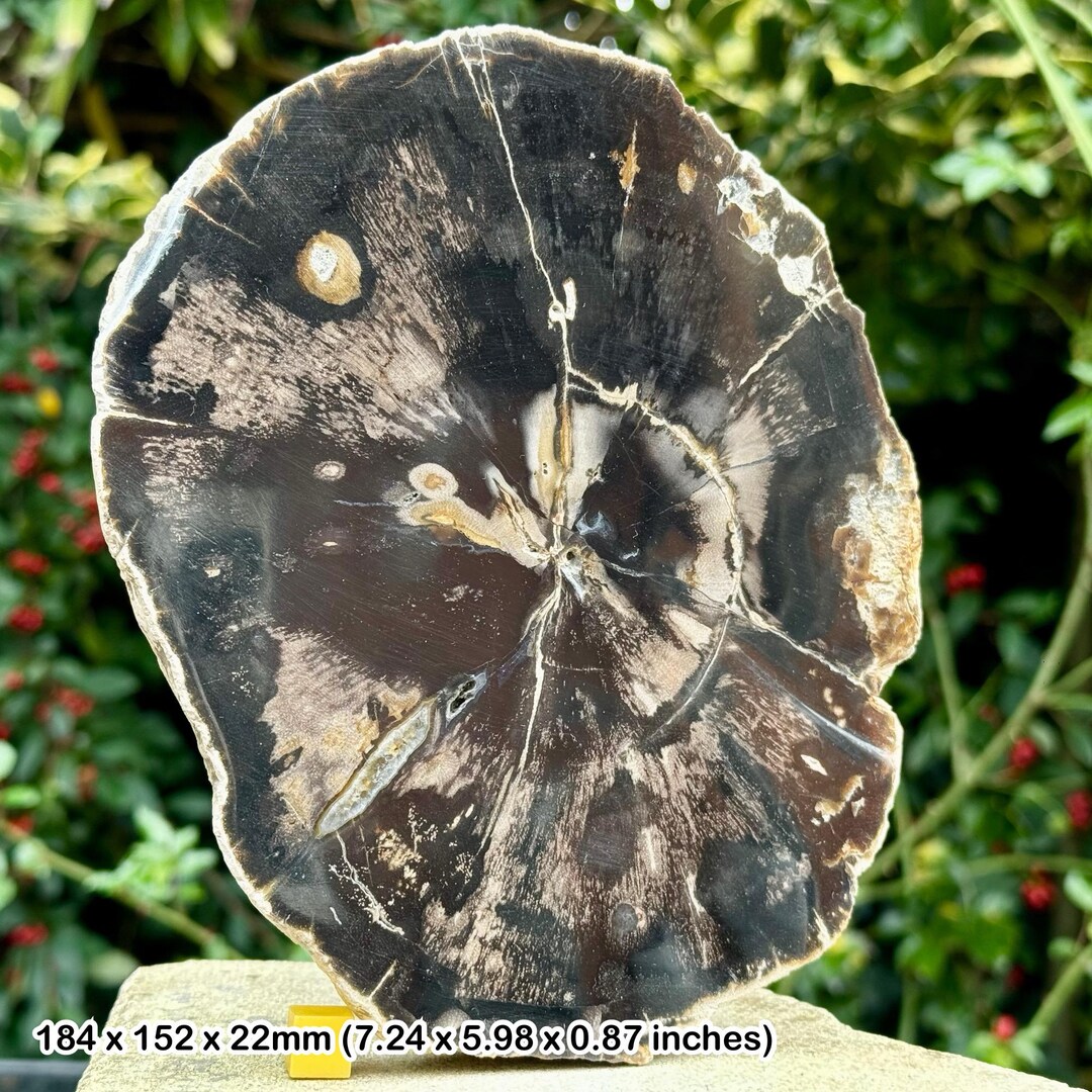 Polished Palm Tree Petrified Wood Slice Miocene Fossil From Indonesia ...
