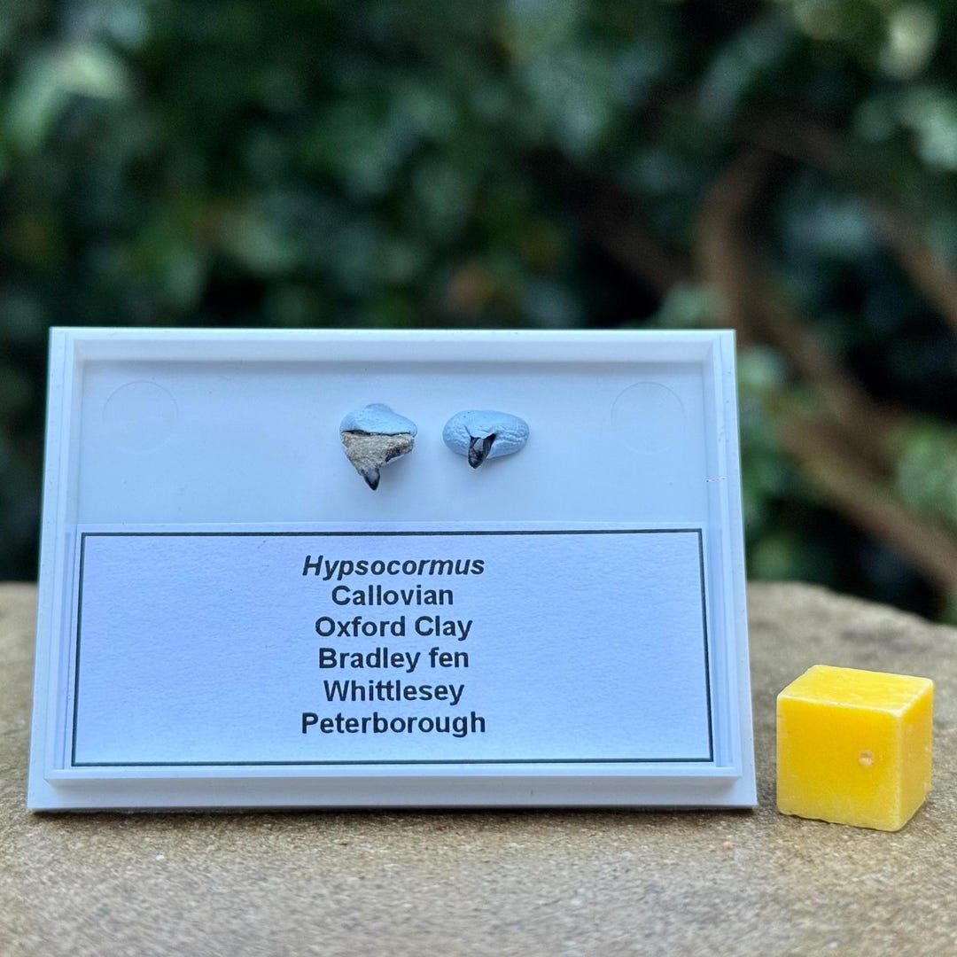 Set of 2 Hypsocormus Fossil Teeth (pachycormid Fish), Jurassic Era ...