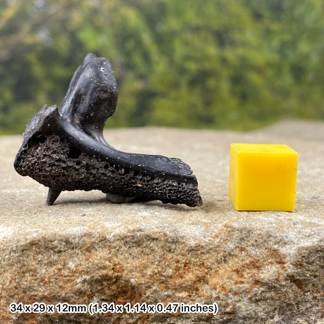 Fossil Pliocene Drum Fish Jaw Florida Usa - Etsy