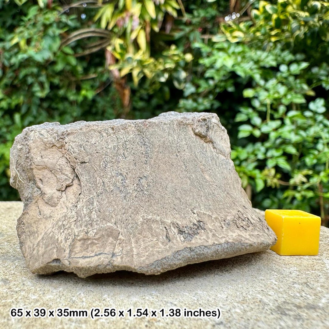 Authentic Plesiosaur Vertebra Fossil Kimmeridge Clay Jurassic Blackhead ...