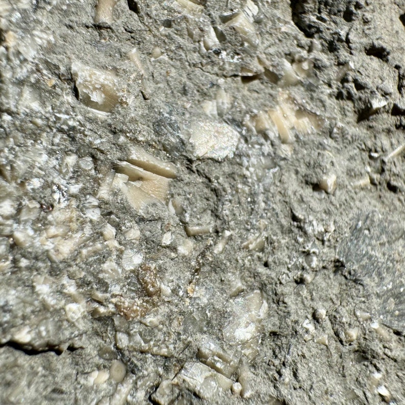 Jurassic Crinoid Star Slab Fossil on Stand - Charmouth, Uk - Authentic ...