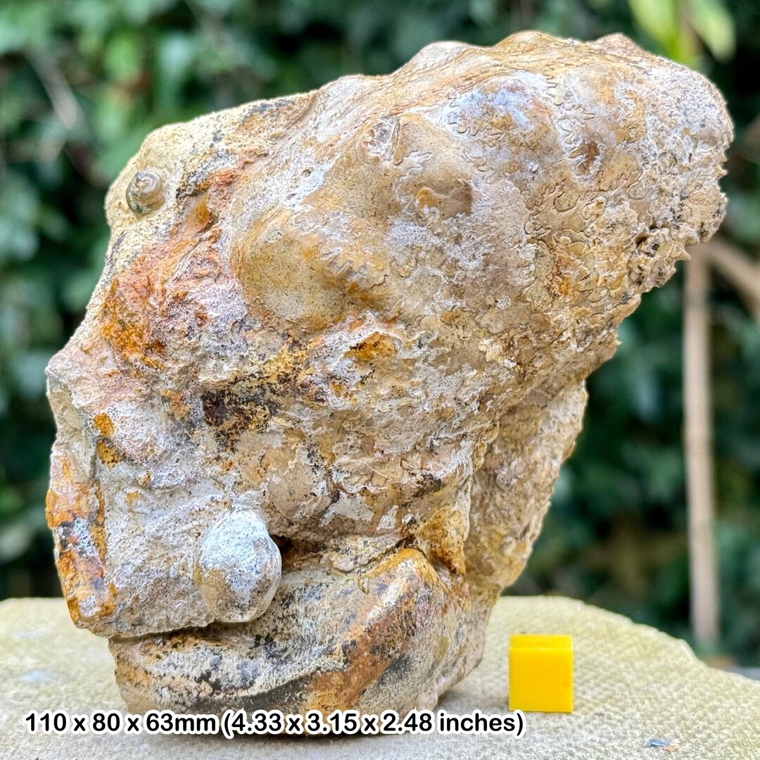 Genuine Cretaceous Chalk Ammonite Section With Gastropod Snowdon Hill ...