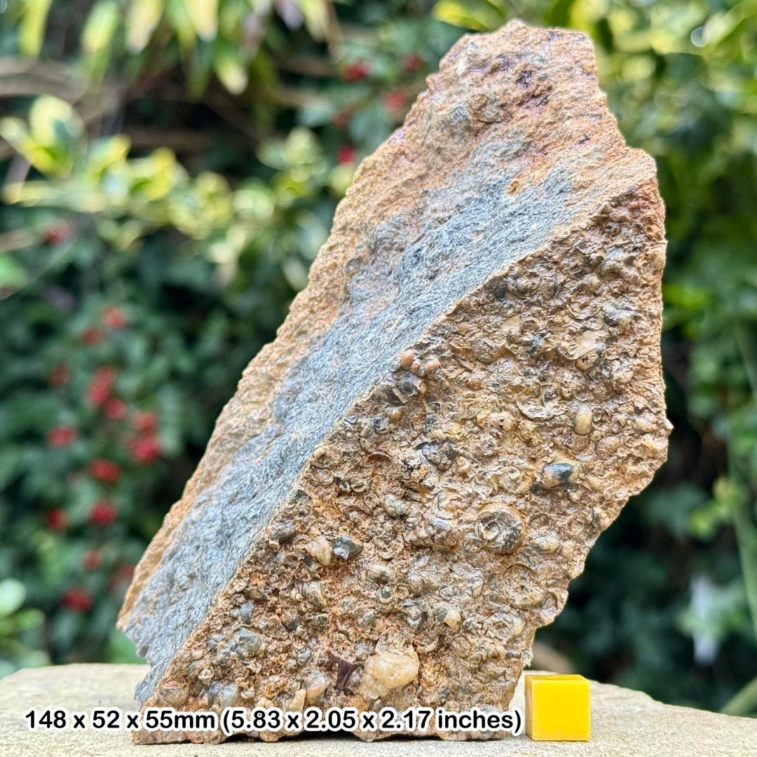 Hybodont Shark Tooth Fossil Cretaceous Era Genuine Specimen Cert. of ...