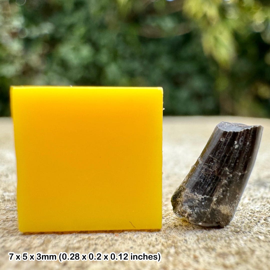 Authentic Cryptoclidus Plesiosaur Fossil Tooth - Jurassic Oxford Clay ...