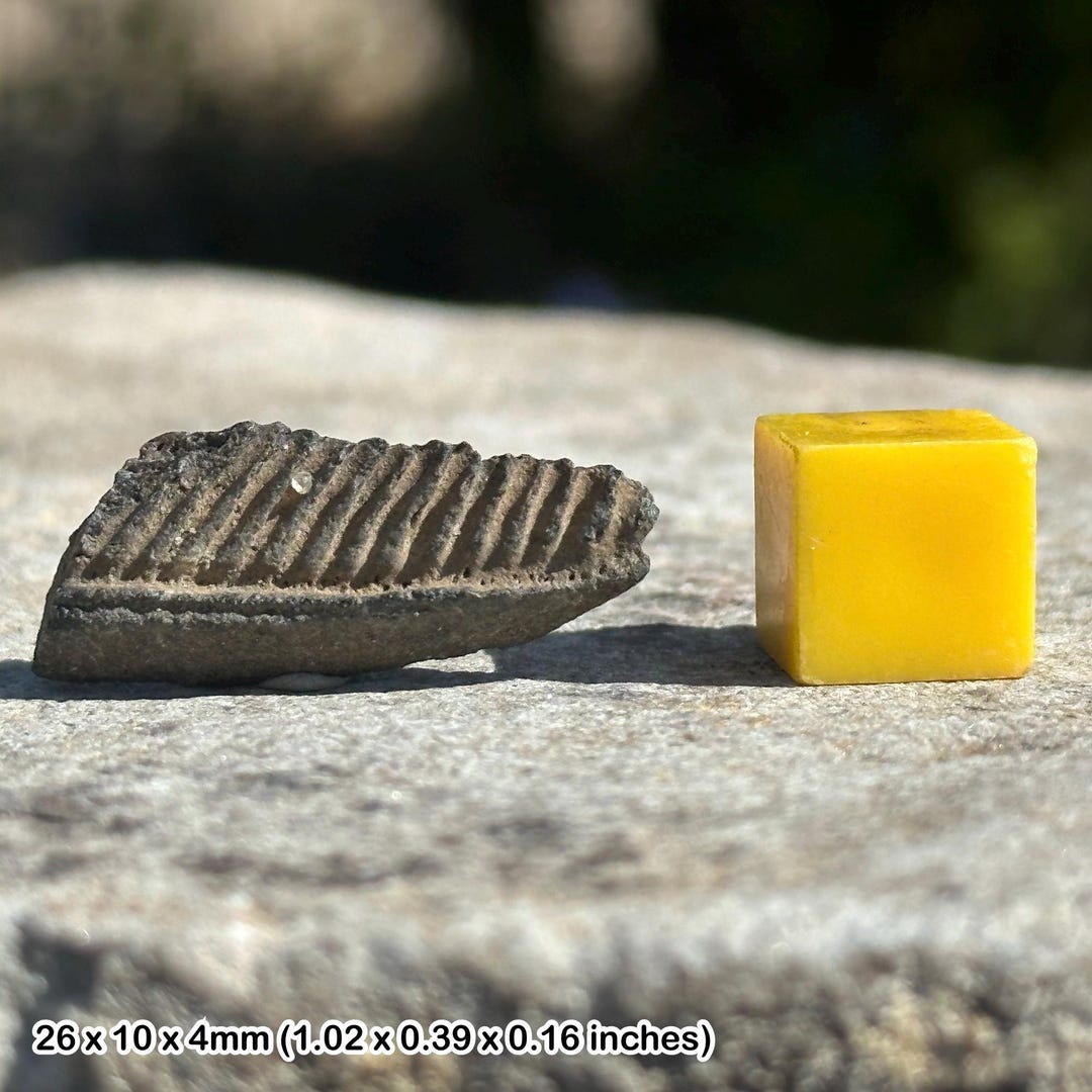 Ray Fish Tooth Plate Fossil, Miocene, Hoevenen, Belgium, Genuine ...