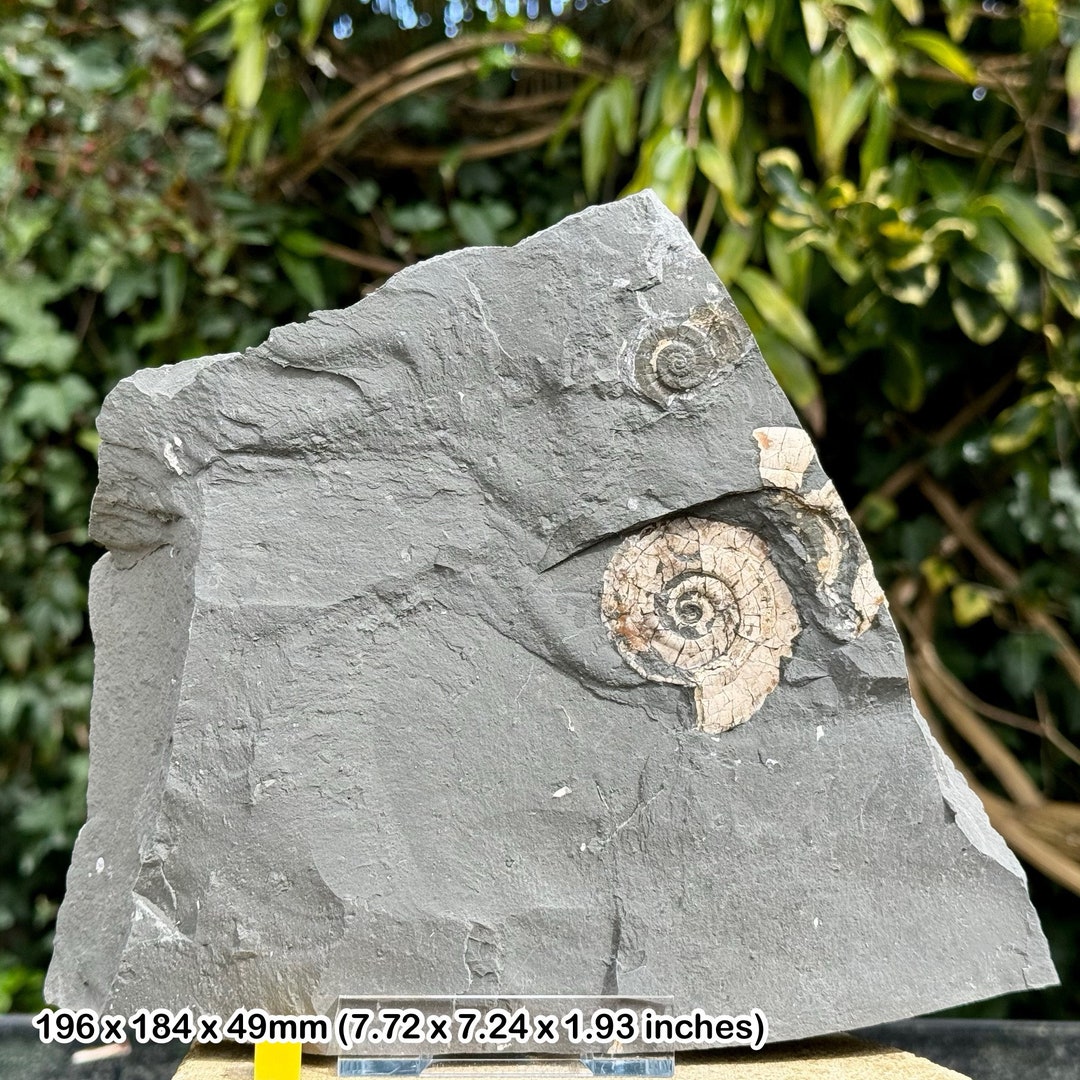 Genuine Psiloceras Planorbis Ammonite Fossil With Stand - Jurassic Blue ...