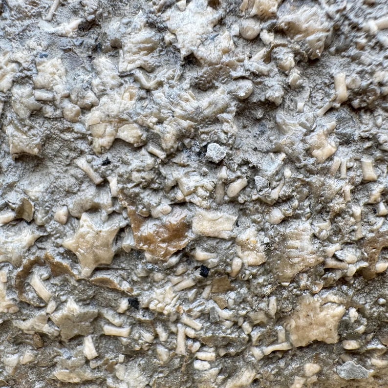Jurassic Crinoid Star Fossil Slab, Lyme Regis Dorset, With COA - Etsy
