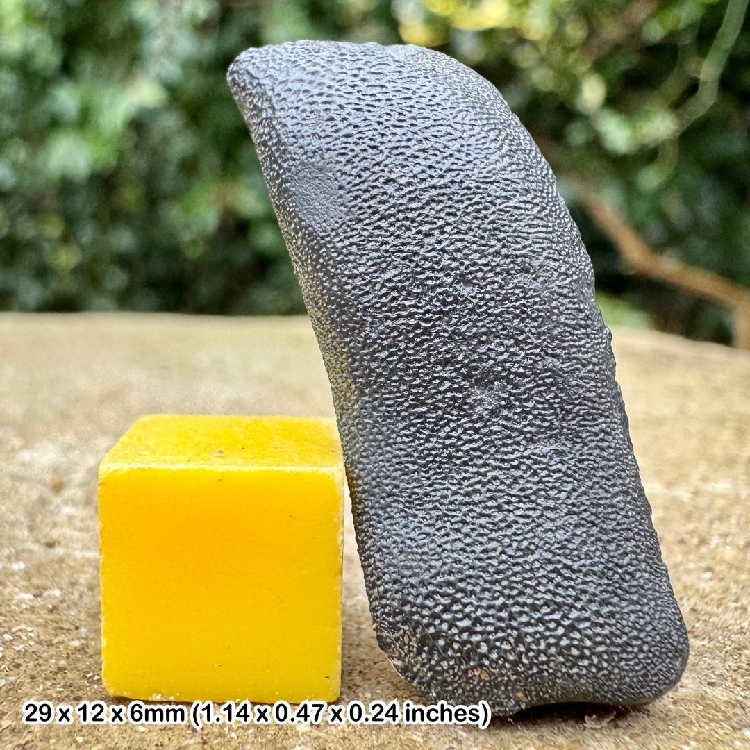 Rare Astracanthus Magnus Hybodont Shark Tooth Fossil, Jurassic Era ...