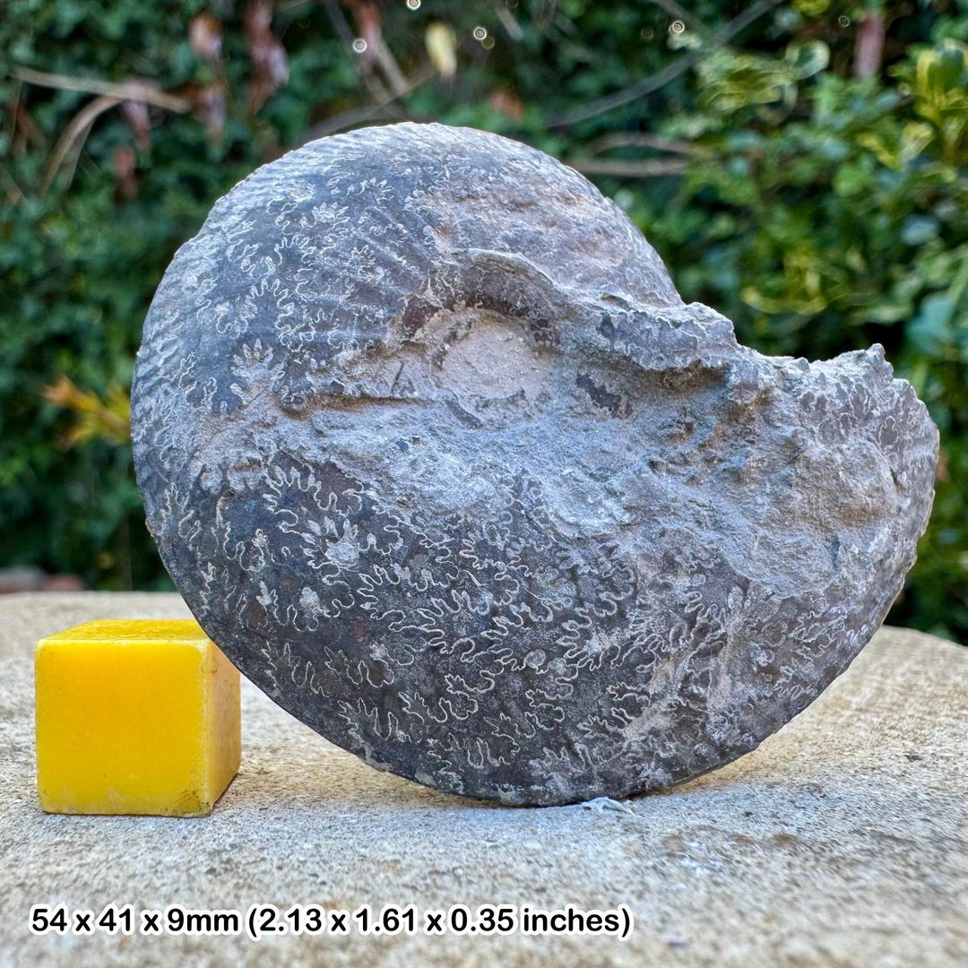 Oxynoticeras Pyrite Fossil Ammonite - Disc Shape - Jurassic Uk - Upper ...