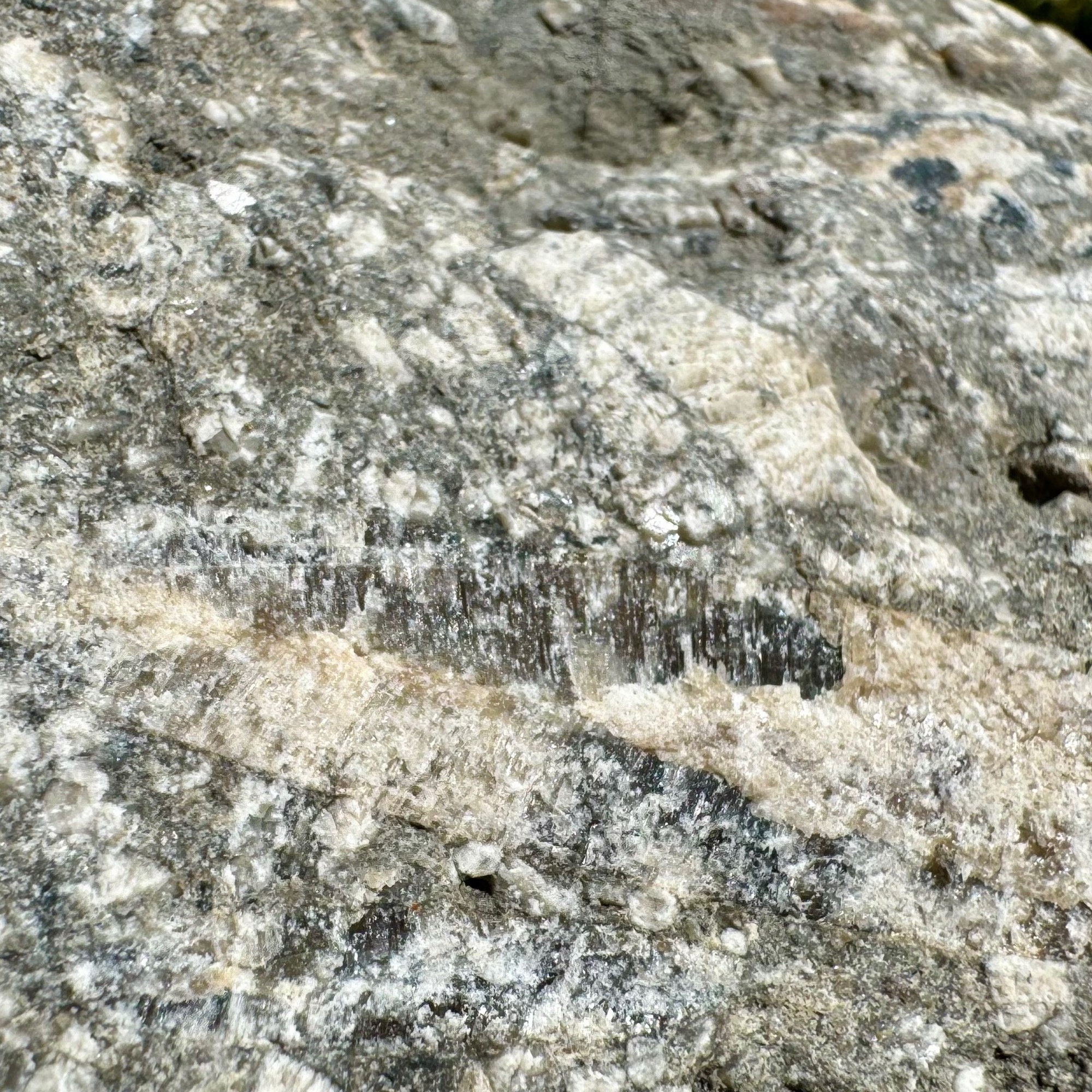 Jurassic Crinoid Star Slab Fossil on Stand - Charmouth, Uk - Authentic ...