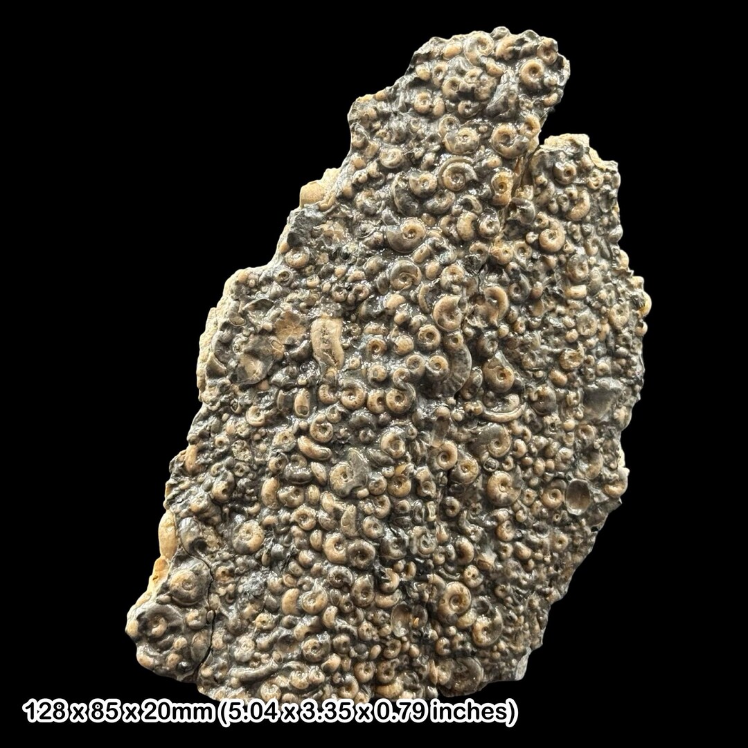 Fossil Ammonite Bed Lower Lias Jurassic Coast Dorset Uk Black Ven ...