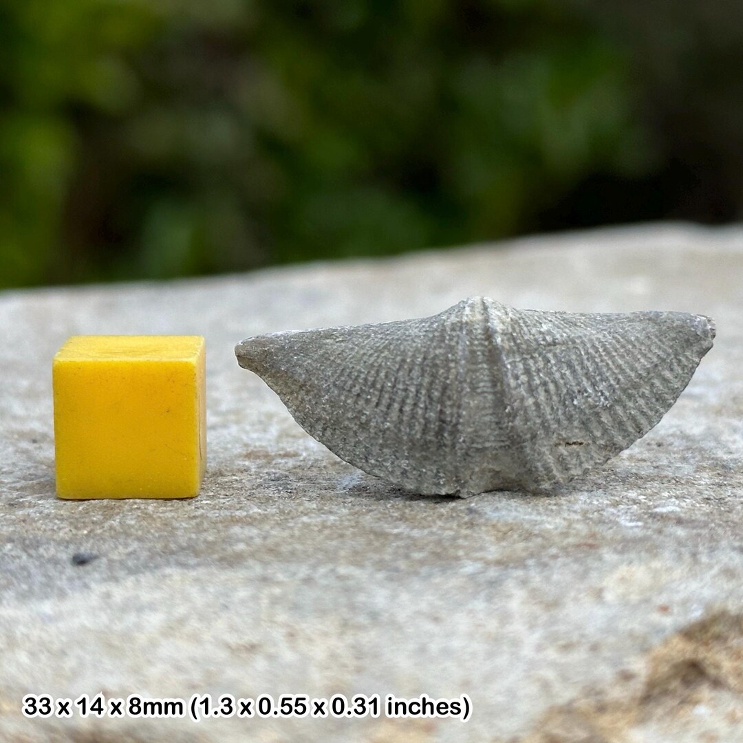 Winged Brachiopod Fossil mucrospirifer Thedfordensis Middle Devonian ...