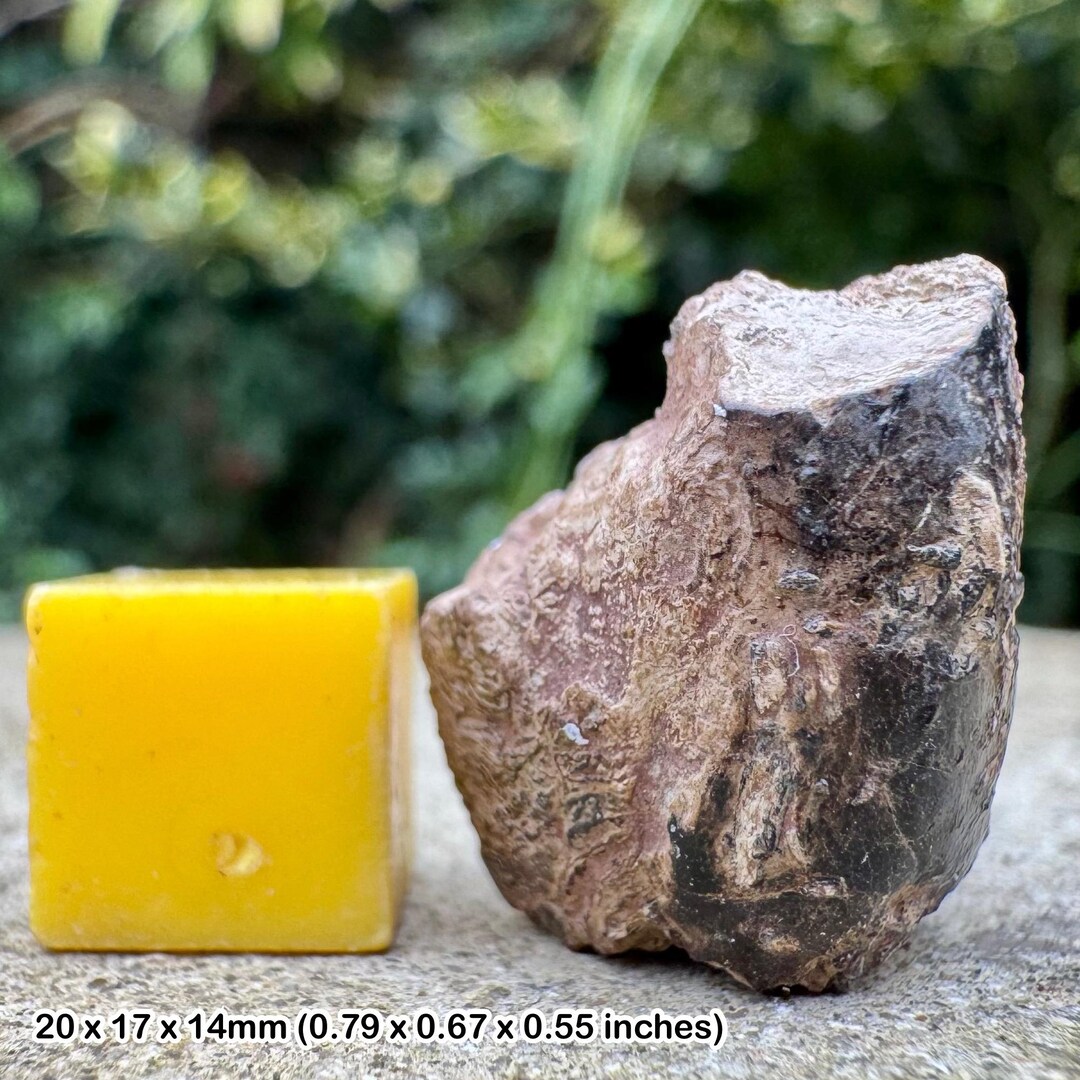 Rare Cretaceous Crocodile Coprolite Fossil Weald Clay, Smokejacks ...