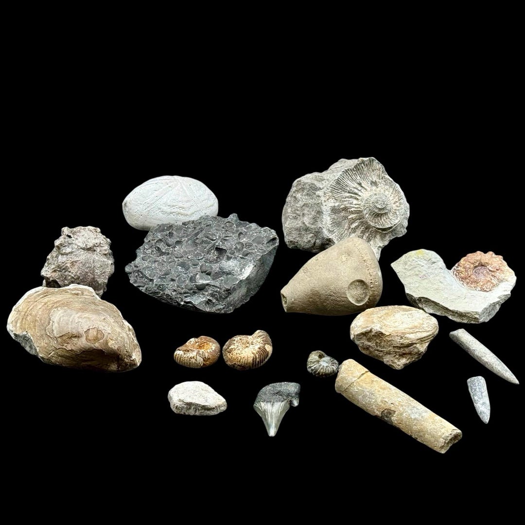 1kg British Fossil Mix X 16 | Jurassic Dorset & Somerset Fossils ...