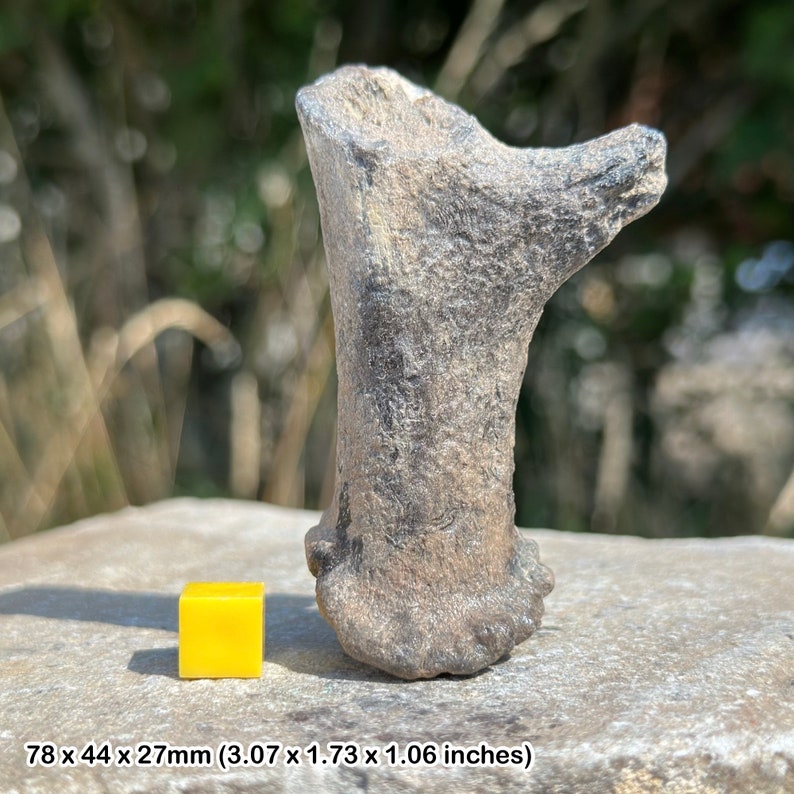 Ice Age pleistocene Fossil Deer Antler Florida, Usa - Etsy