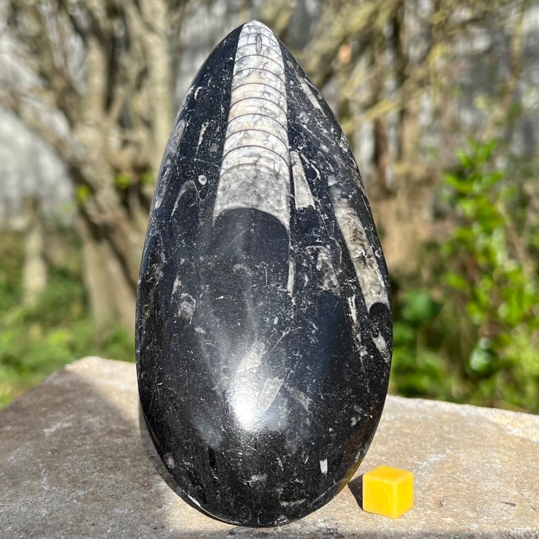 Polished Black Marble Orthoceras Fossil Genuine - Etsy