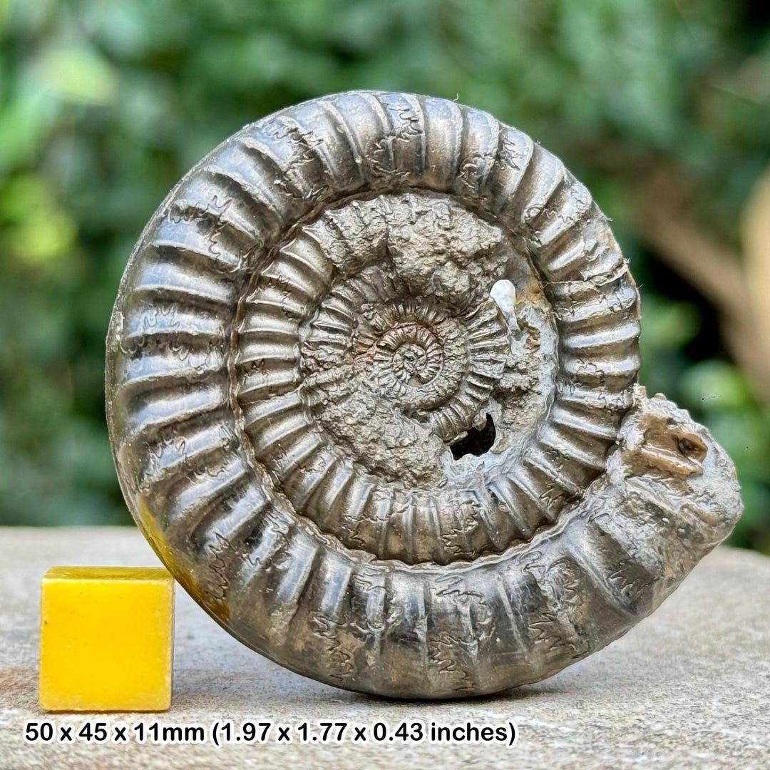 Golden Pyrite Echioceras Ammonite Fossil | Black Ven Marls | Jurassic ...