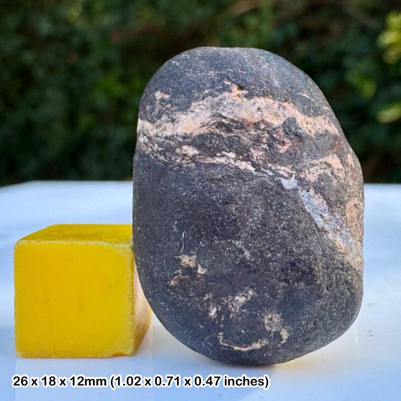 Ichthyosaur Fossil Coprolite With Fish Bone Inclusions Jurassic Coast ...