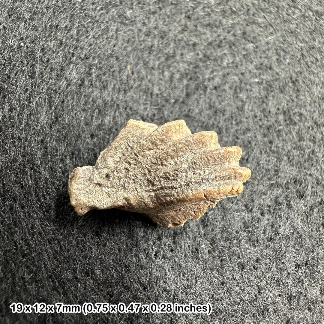 Lungfish Tooth Plate Fossil - Cretaceous, Elrhaz Formation, Niger ...