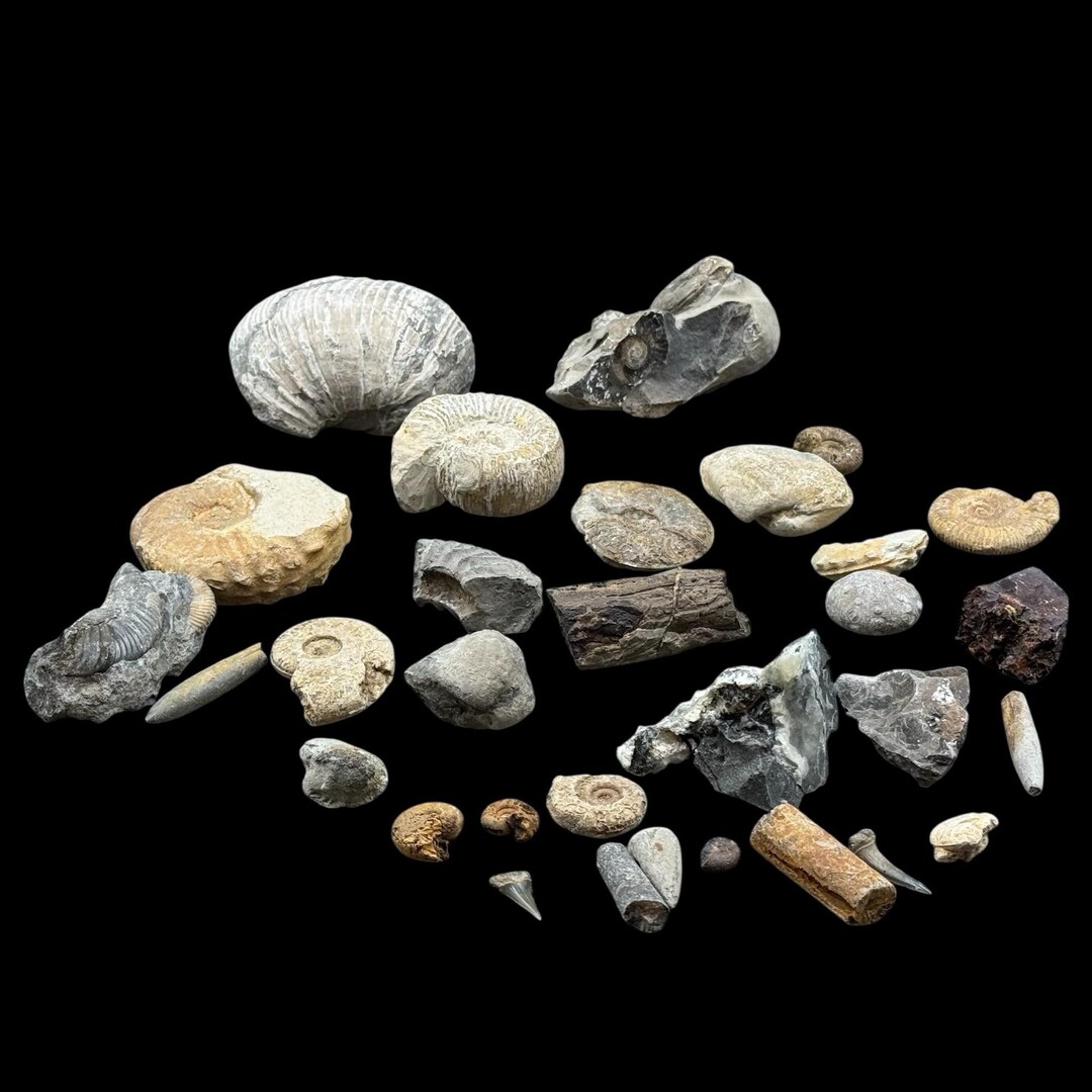 1kg British Fossil Mix X 31 | Jurassic Dorset & Somerset Fossils ...