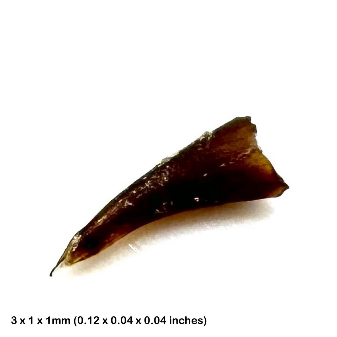 Rare Caturus Fish Tooth Fossil, Oxford Clay, Callovian Jurassic Bradley ...