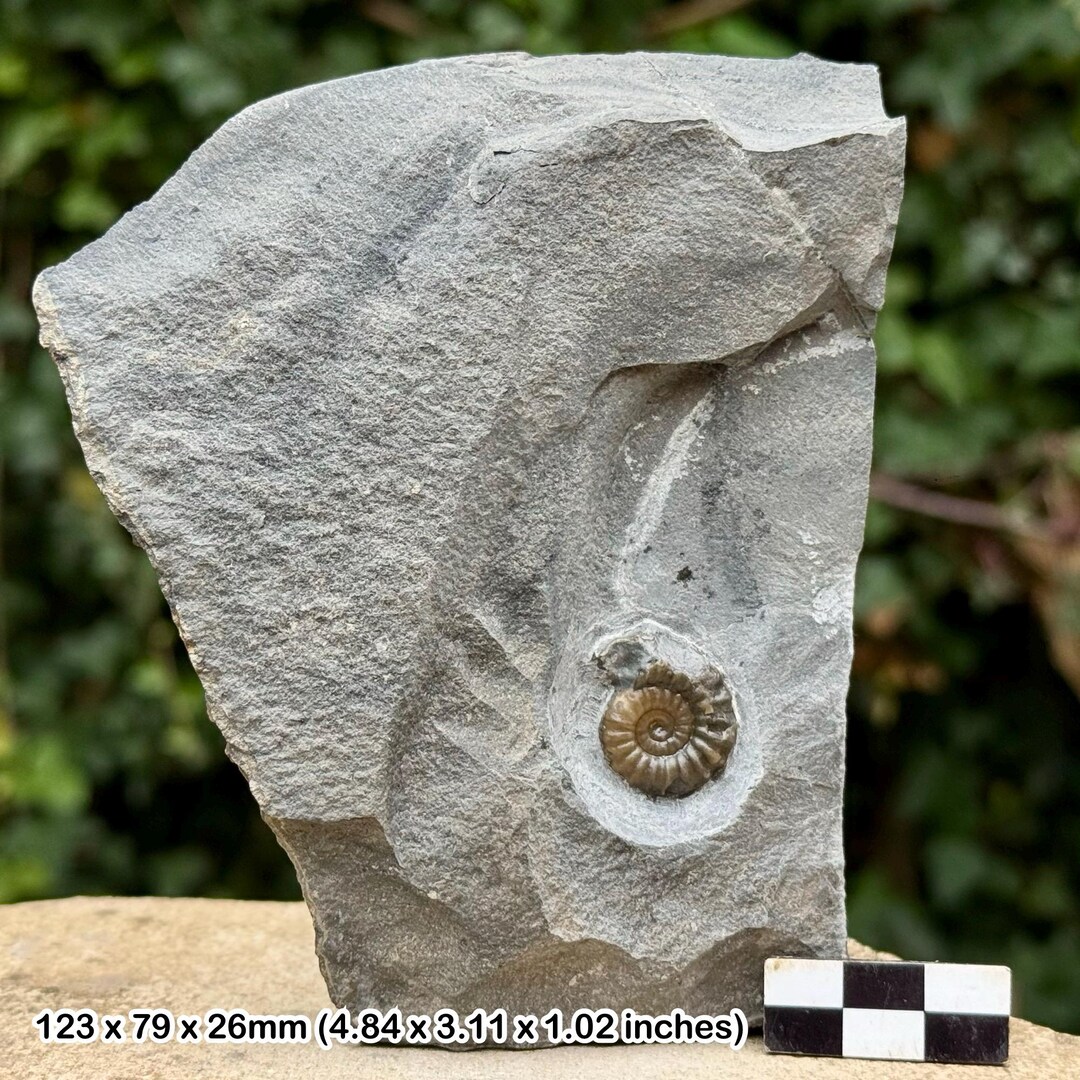 Promicroceras Calcite Ammonite Fossil Jurassic Coast Black Ven Marls ...