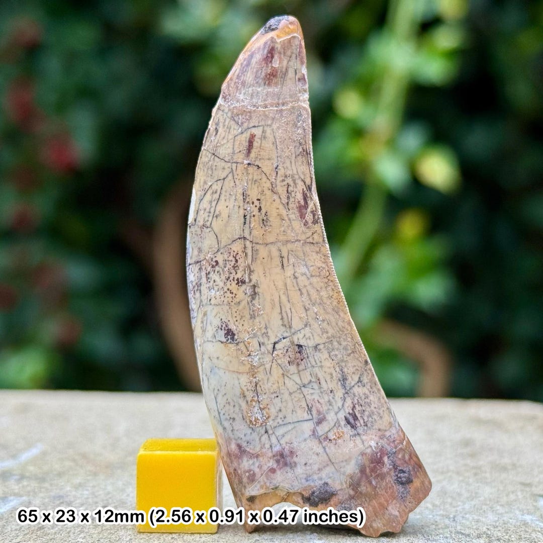 Megalosaur Dinosaur Tooth Fossil - Grade A, Cretaceous, Elrhaz ...