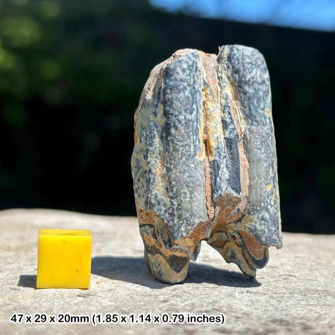 Buy Fossil Bison Tooth, Stone Age, Pleistocene Uk, Authentic Online in ...