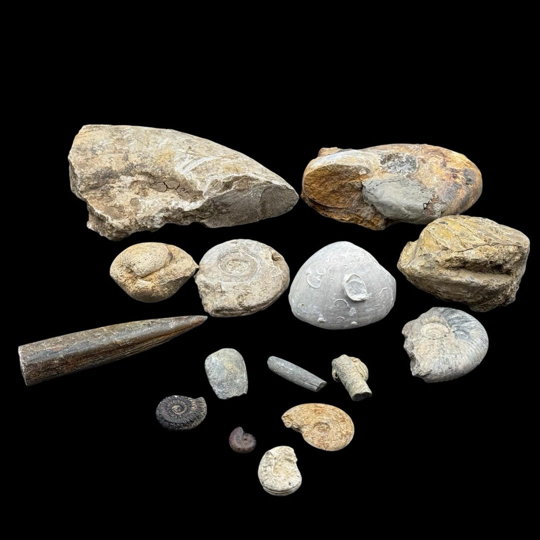 1kg British Fossil Mix - 15 X Jurassic Fossils From Dorset & Somerset ...