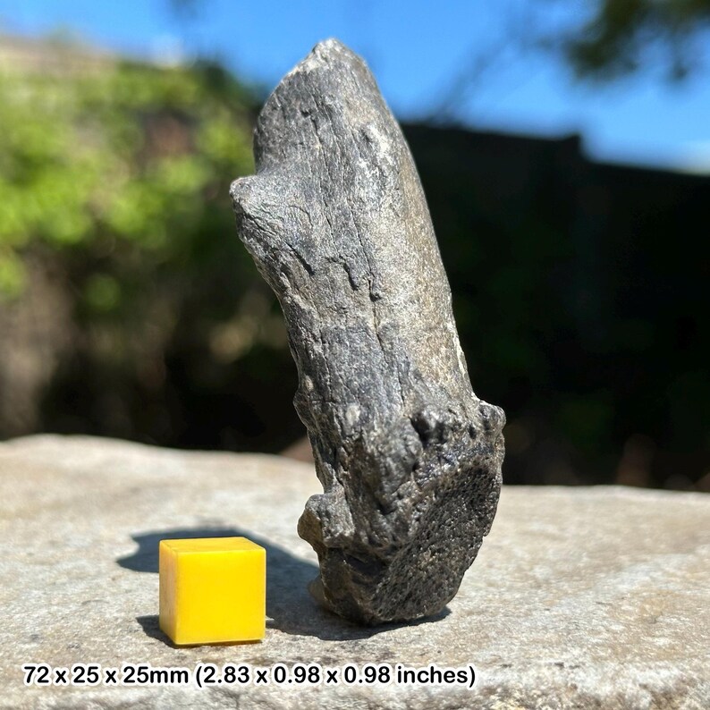 Ice Age (pleistocene) Fossil Deer Antler - Florida, Usa - Etsy