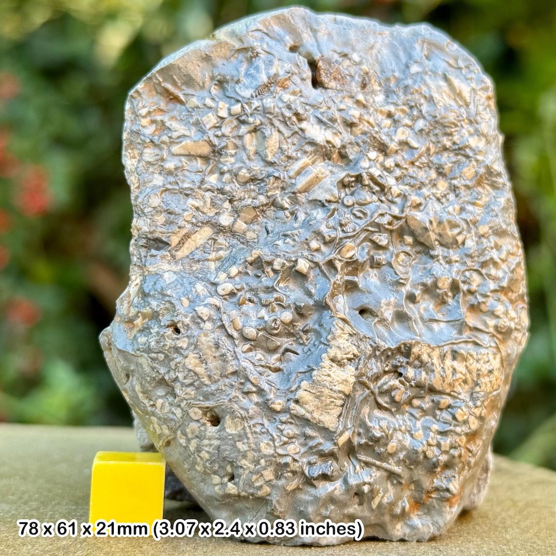 Pentacrinites Crinoid Star Slab Fossil | Jurassic Coast | Genuine ...