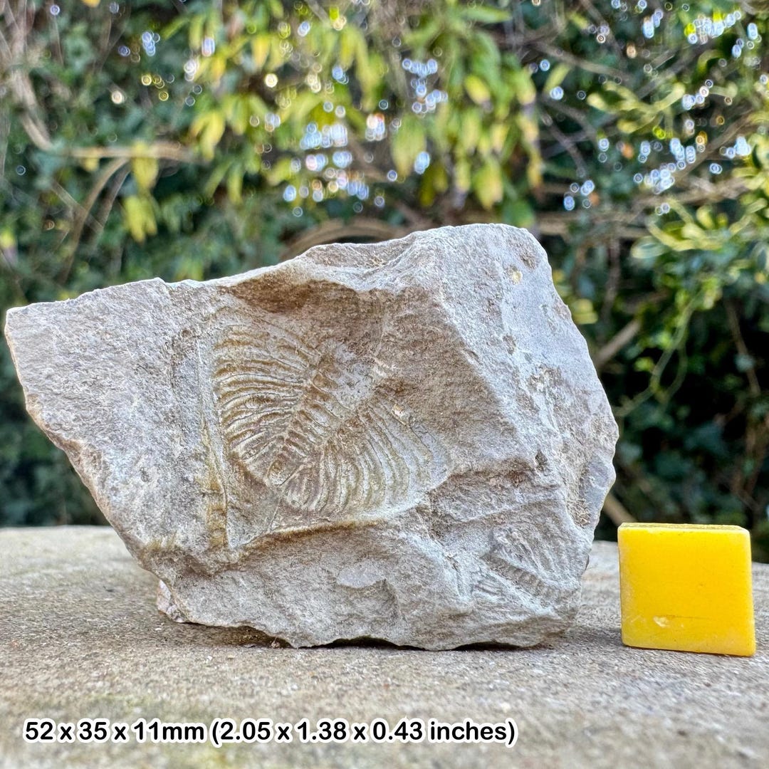 Rare Dalmanites Myops Fossil Trilobite Tail Impression – Bringewood ...