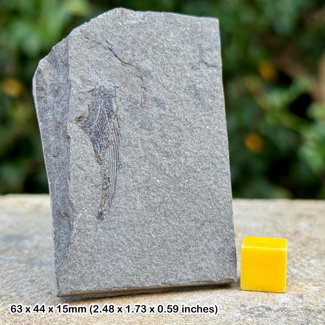 Rare: Climatius Reticulatus Fossil Shark – Devonian, Old Red Sandstone ...