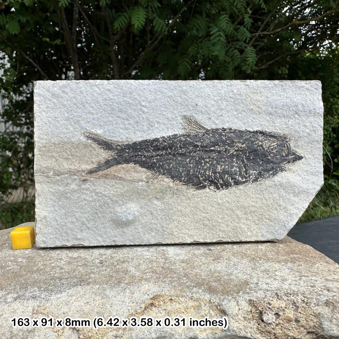 Knightia Alta Fish Fossil in Matrix - Genuine Specimen From Eocene Usa ...