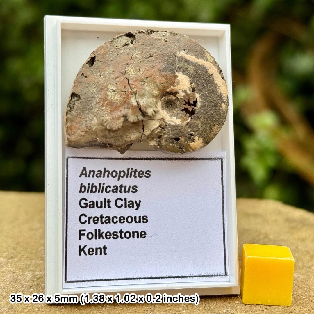Rare Anahoplites Biblicatus Ammonite Fossil, Cretaceous Era, Gault Clay ...