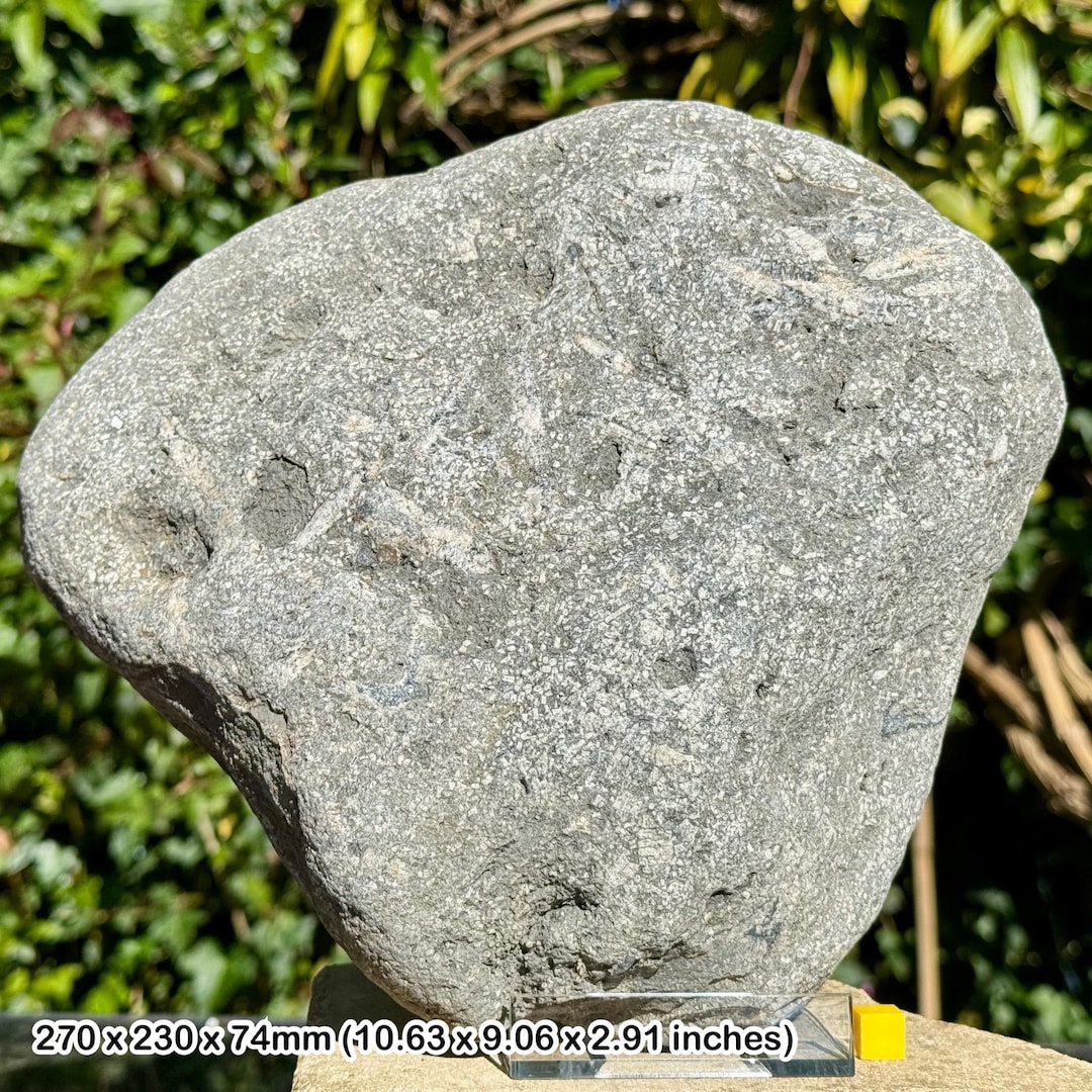 Jurassic Crinoid Star Slab Fossil on Stand - Charmouth, Uk - Authentic ...