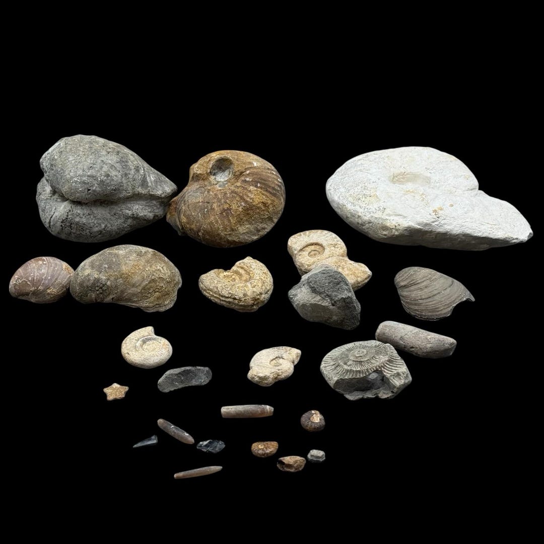 Jurassic Fossil Mix | British Ammonites, Belemnites, Bivalves - Etsy