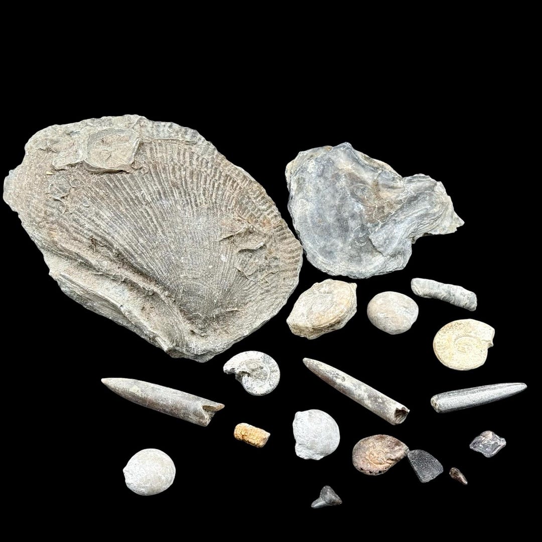 1kg British Jurassic Fossil Mix – 18 X Genuine Fossils From Dorset ...