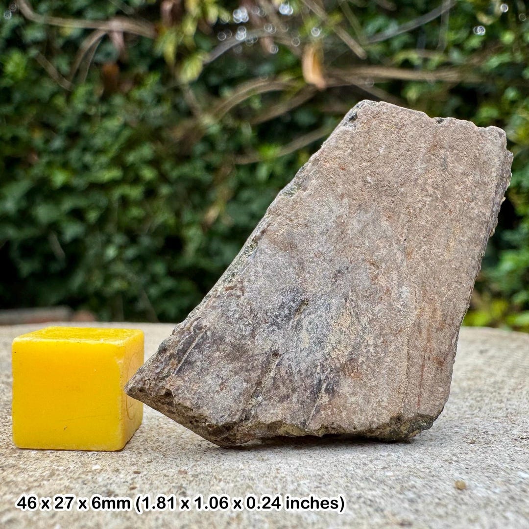Trionyx Fossil Turtle Shell – Eocene Barton Beds Hampshire Uk, Genuine ...