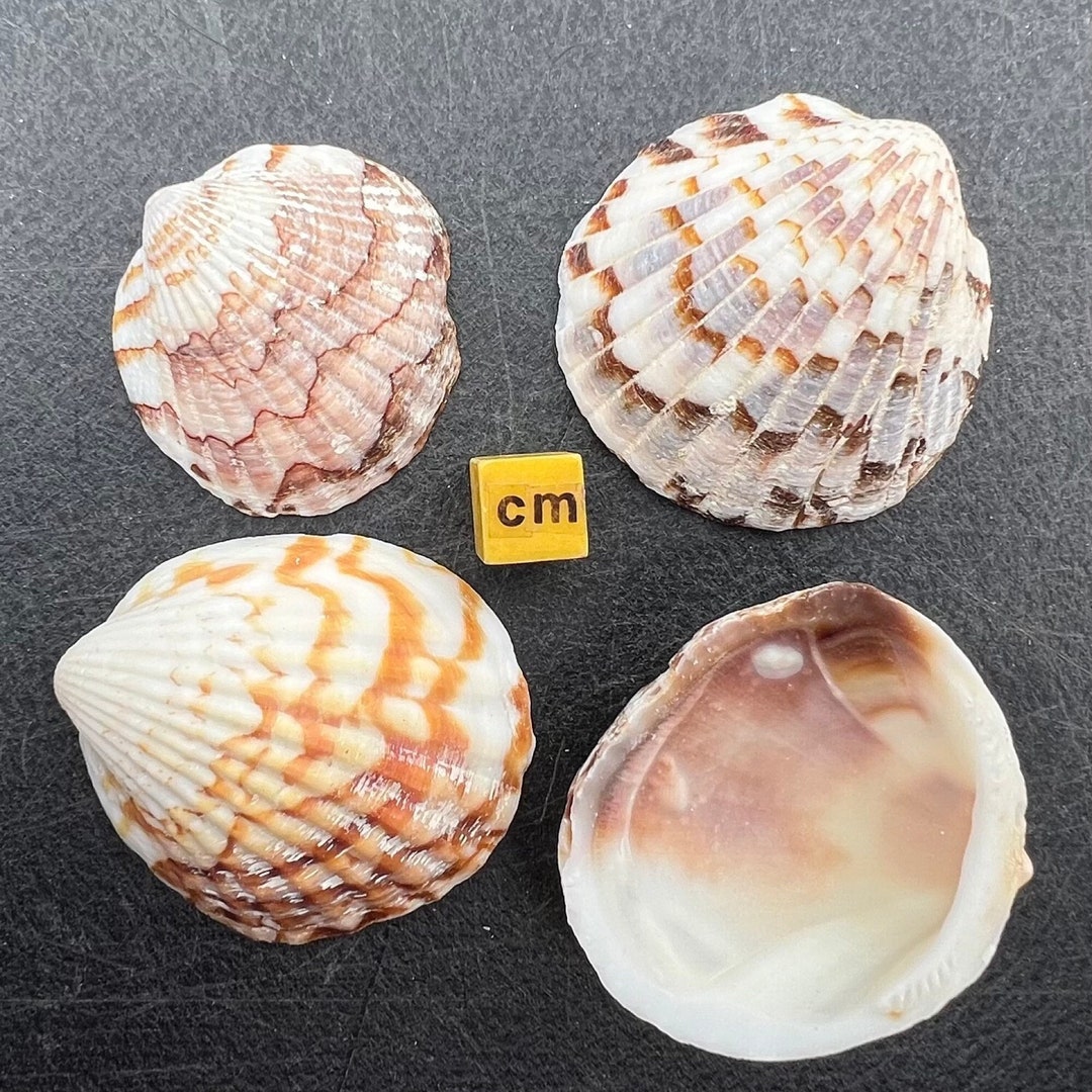 4 X Tawny Owl Clam Seashells Genuine Shell Specimen - Etsy Norway