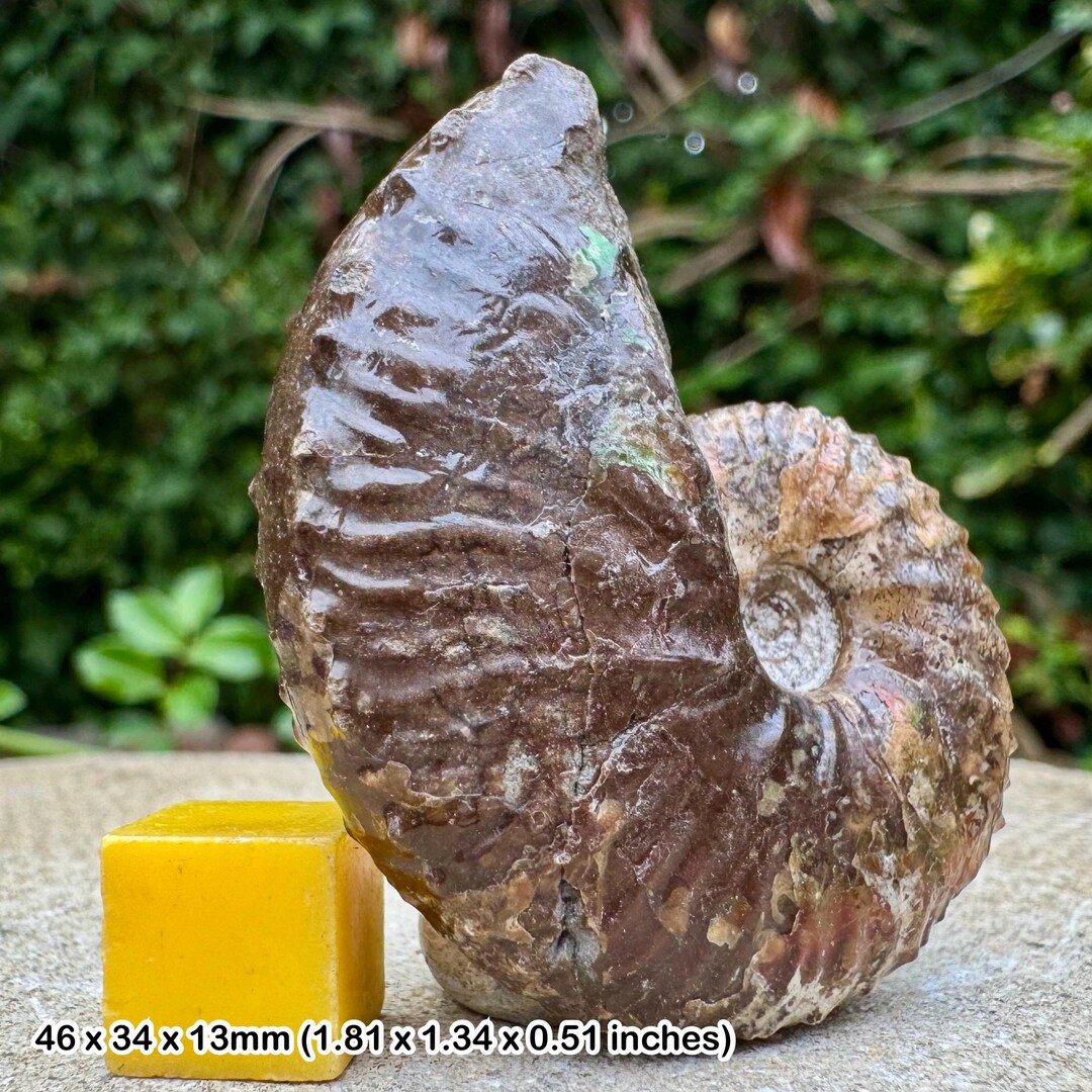 Very Rare Heteromorph Ammonite Scaphites - Hoploscaphites Landesi ...