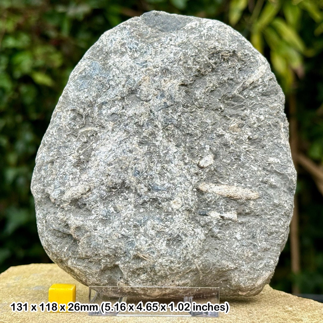 Jurassic Crinoid Star Slab Fossil on Stand Charmouth, Uk Authentic With ...