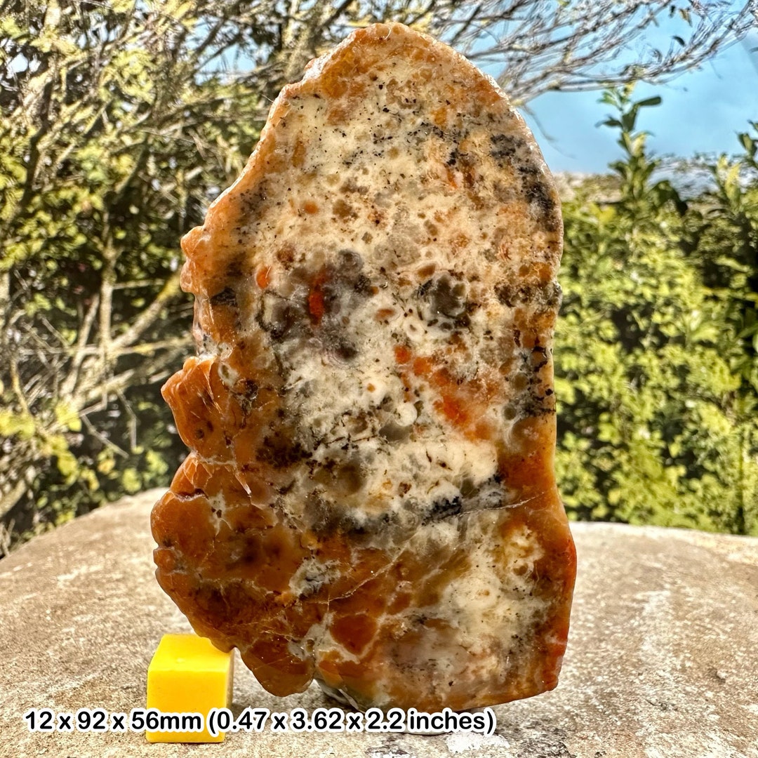 Dinosaur Coprolite Sectioned and Polished Slicefossil Poo, Poop ...