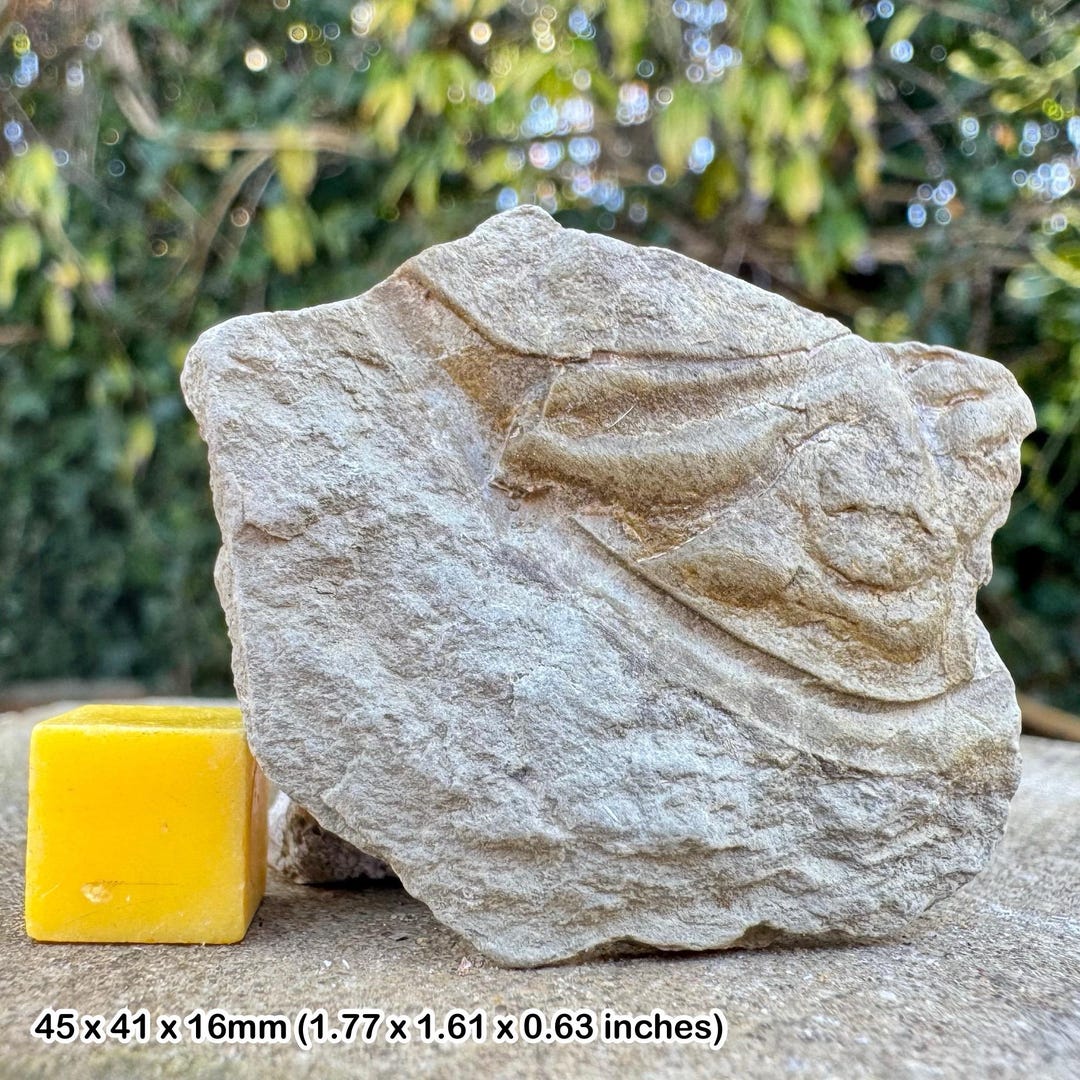 Rare Dalmanites Myops Fossil Trilobite Partial Head – Bringewood Beds ...