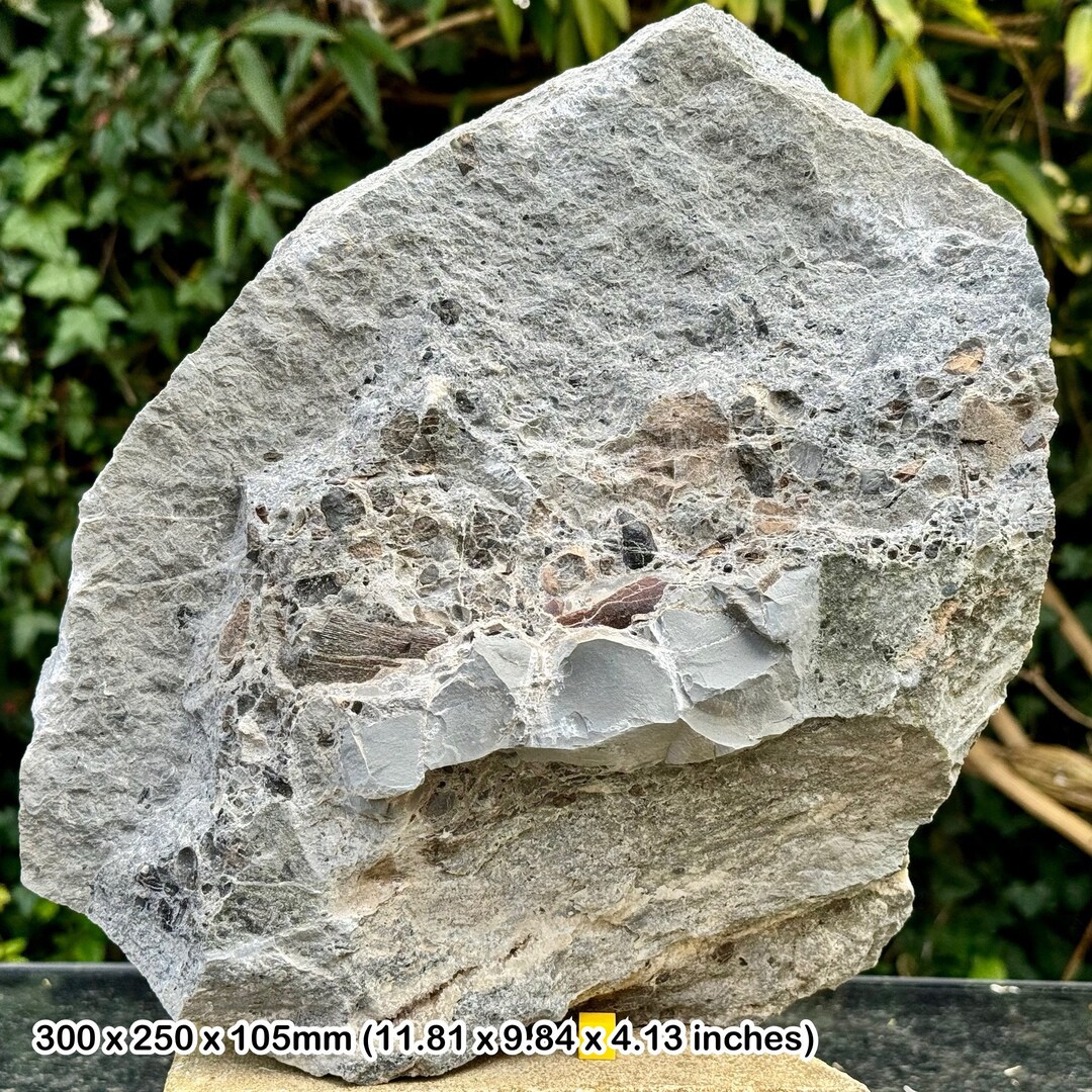Rare Triassic Fossil Bed - Fish, Shark, Reptile Bones & Coprolite ...