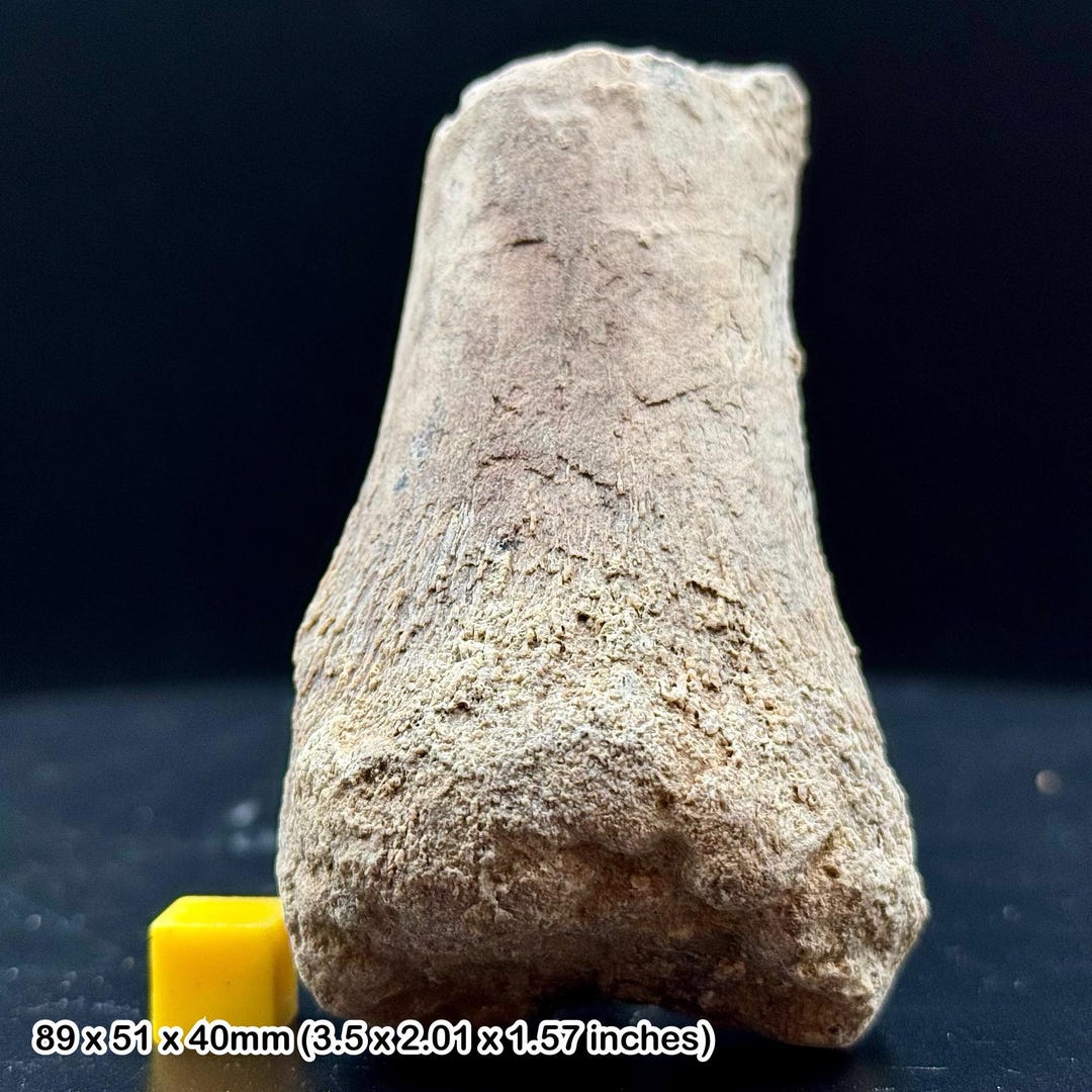 Lapparentosaurus Dinosaur Limb Bone Fossil, Middle Jurassic, Madagascar ...