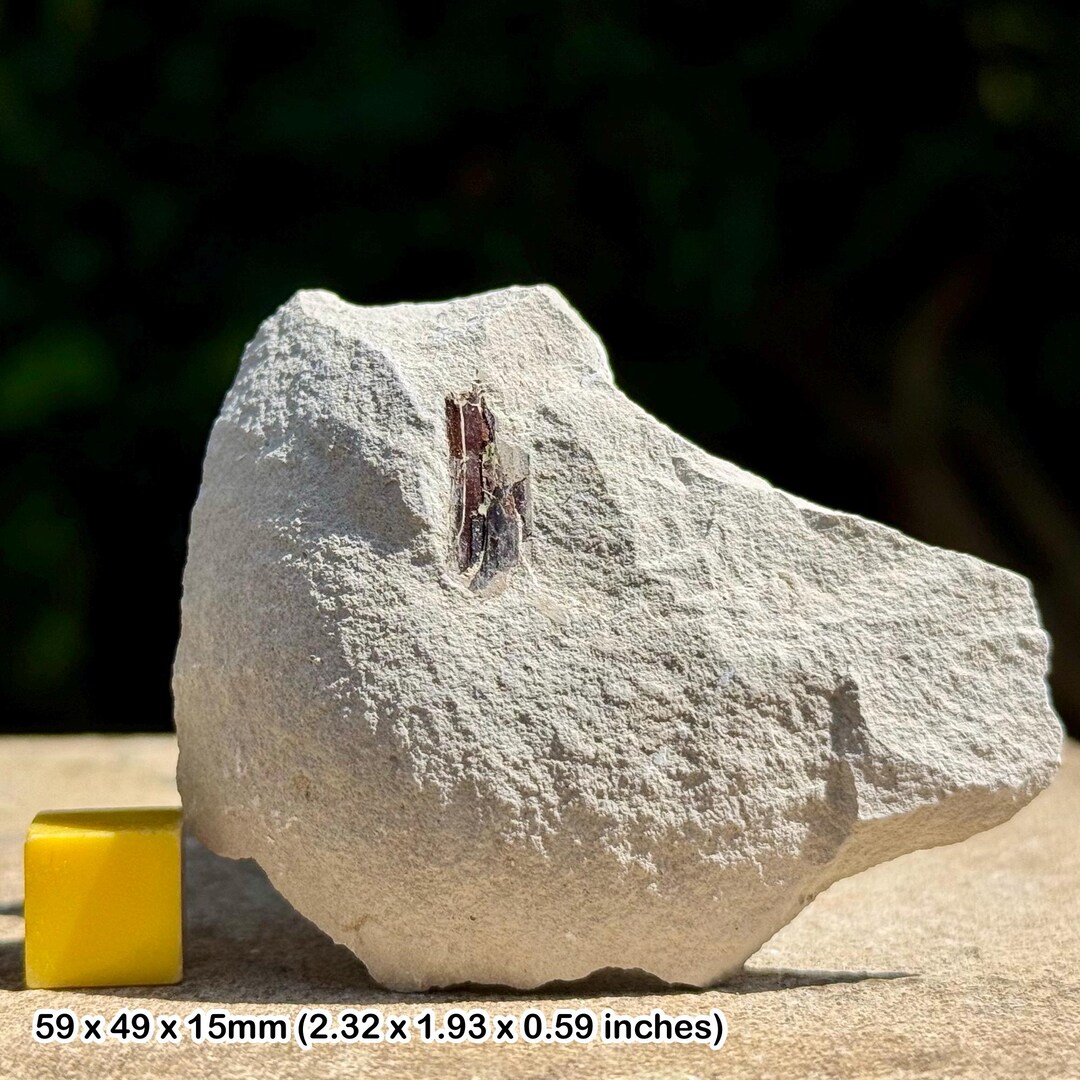 Fossil Chalk Fish Bones Cretaceous Grey Chalk Osteichthyes Sussex Uk ...