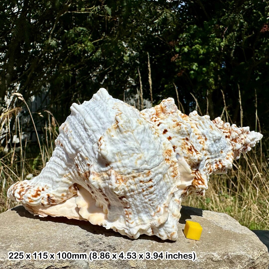 Certified Giant Bursa Bubo Frog Seashell Genuine Specimen - Etsy