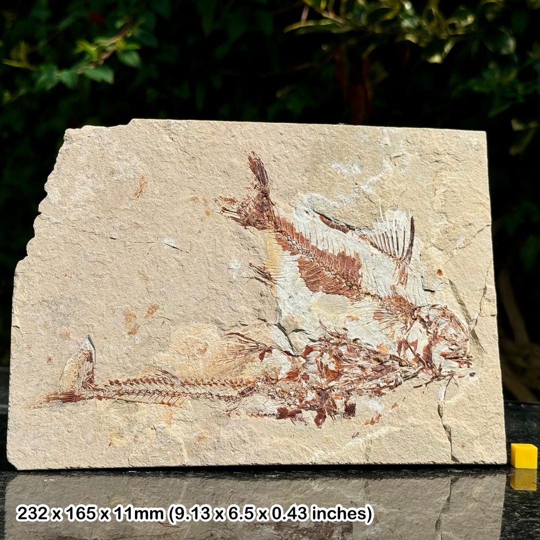 Rare Eurypholis & Nematonotus Fossil Fish Pair - Upper Cretaceous ...